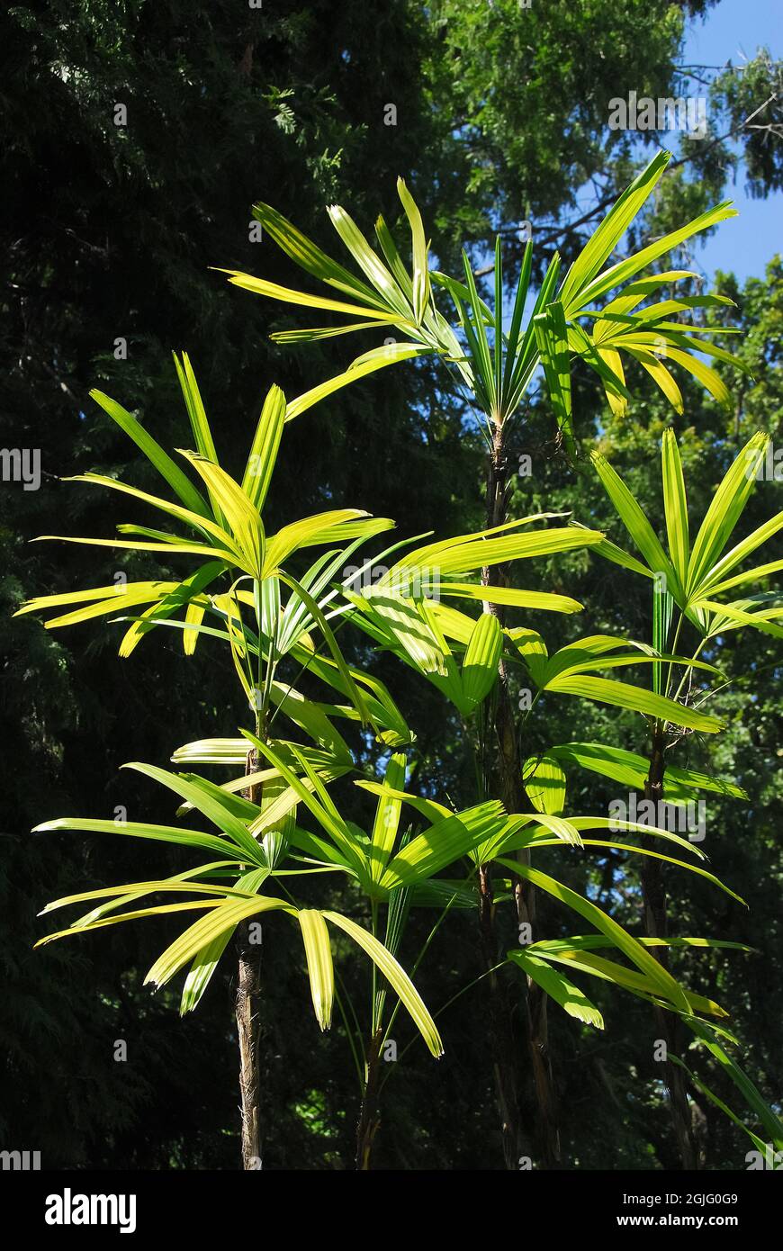 Raphis excelsa hi-res stock photography and images - Alamy