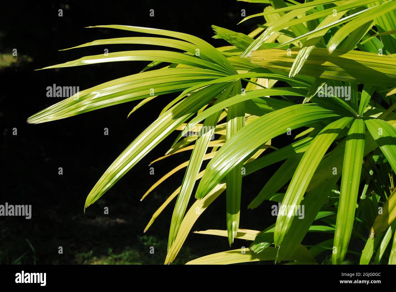 broadleaf lady palm or bamboo palm, Raphis excelsa, botpálma, Asia ...