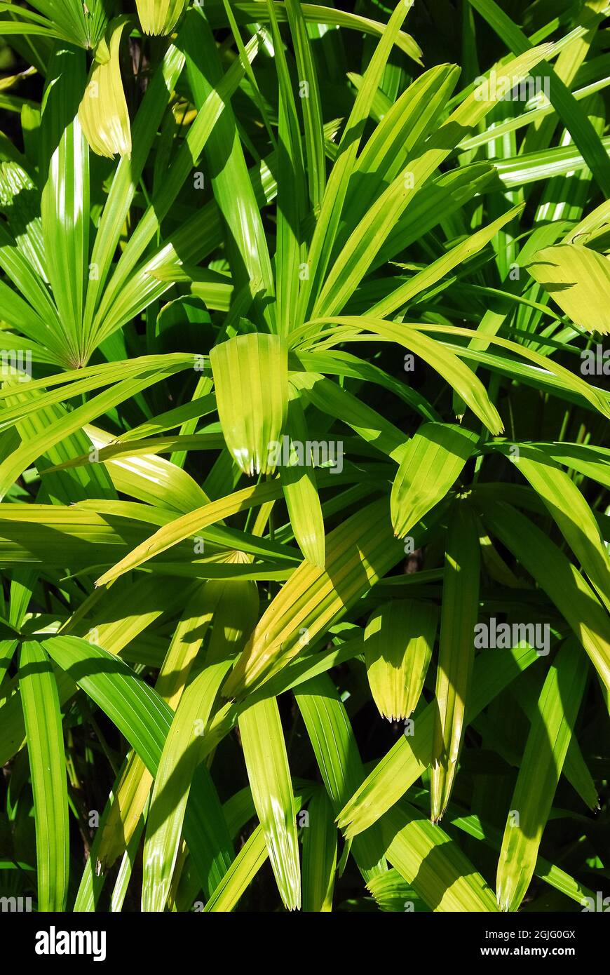 broadleaf lady palm or bamboo palm, Raphis excelsa, botpálma, Asia ...