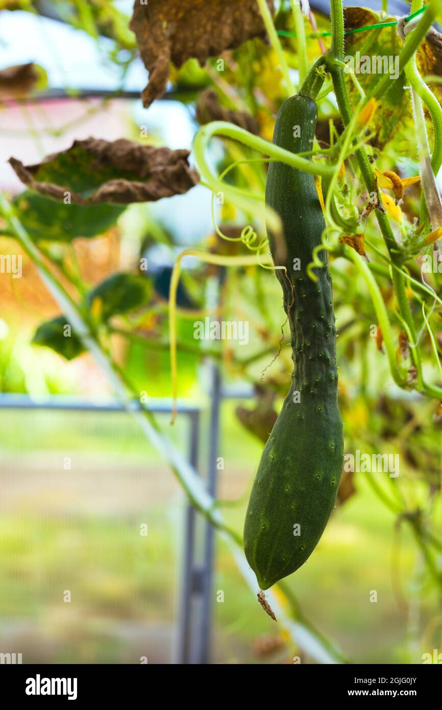 Large cucumber hi-res stock photography and images - Alamy