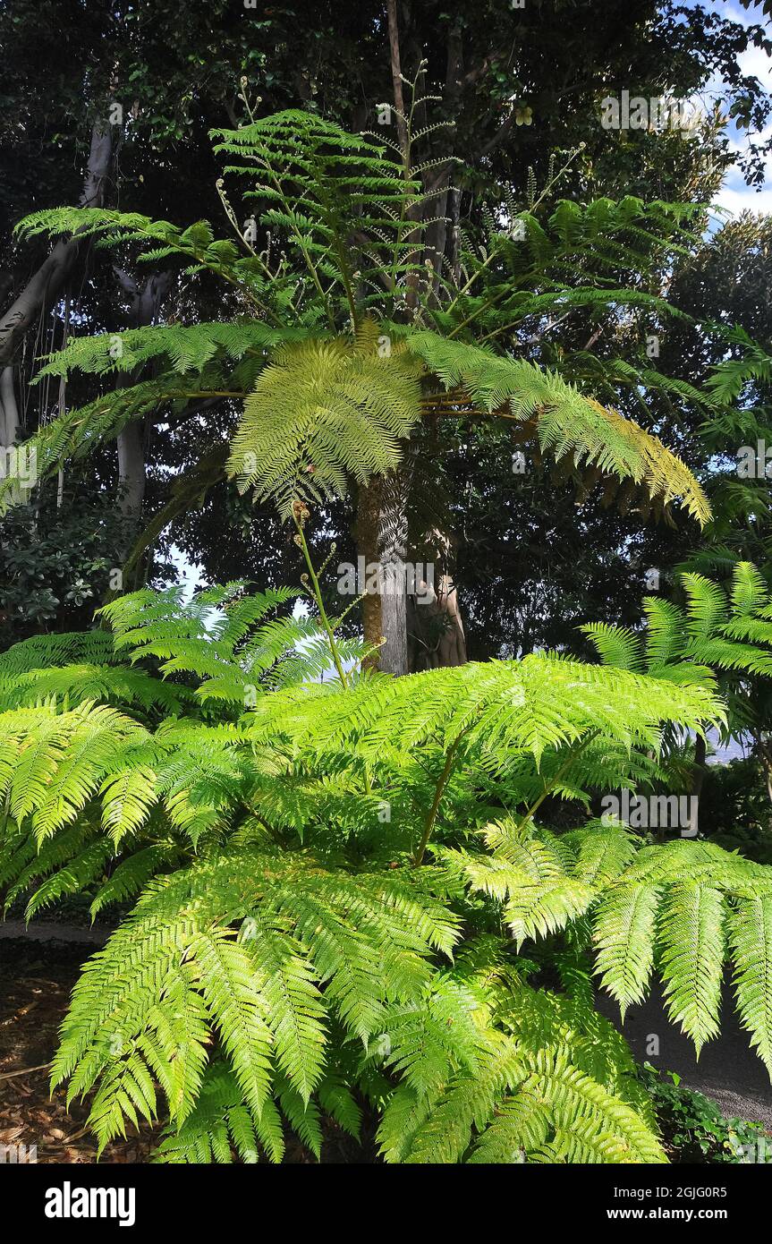 lacy tree fern, scaly tree fern, or Cooper's tree fern, Sphaeropteris ...