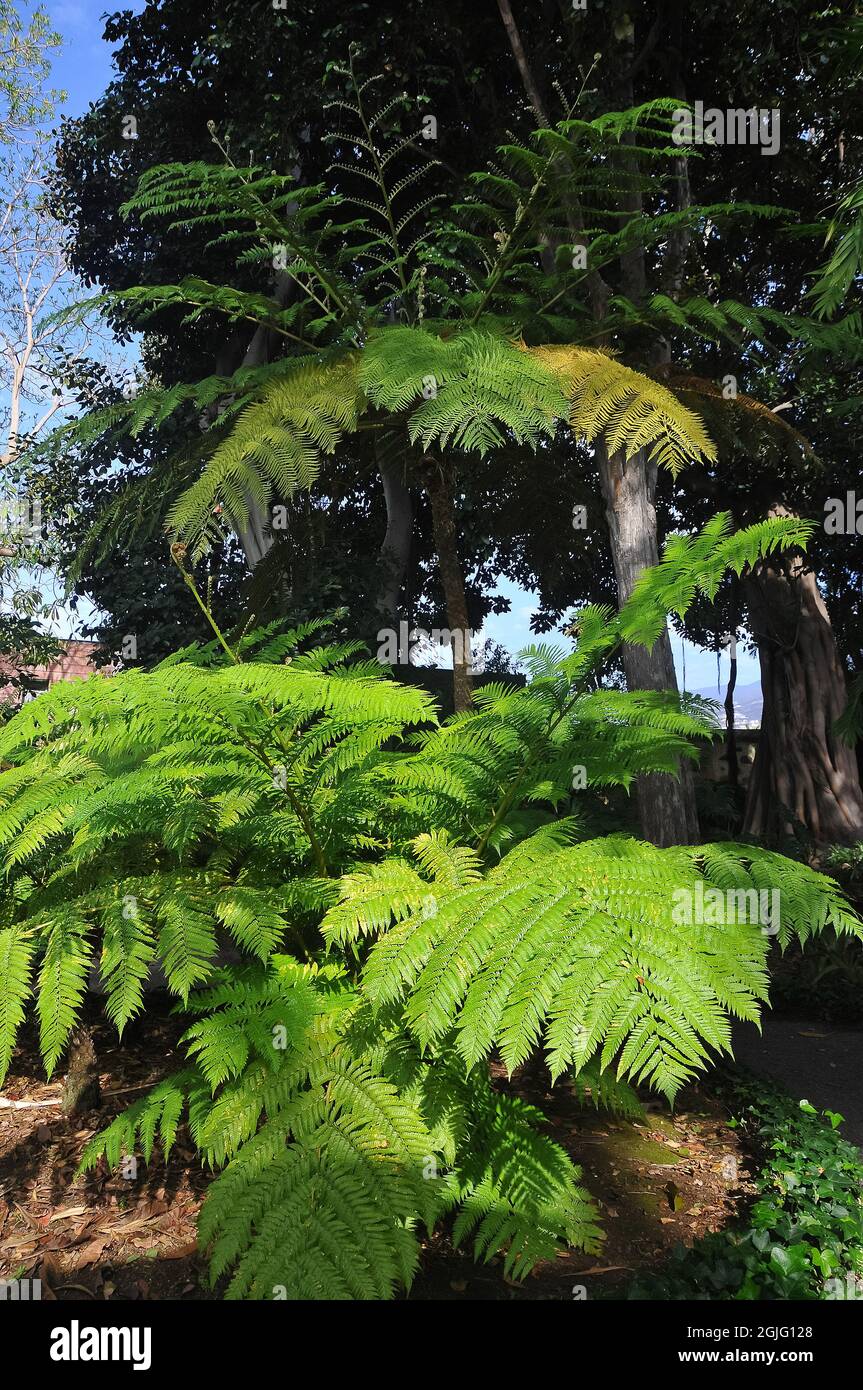 lacy tree fern, scaly tree fern, or Cooper's tree fern, Sphaeropteris ...