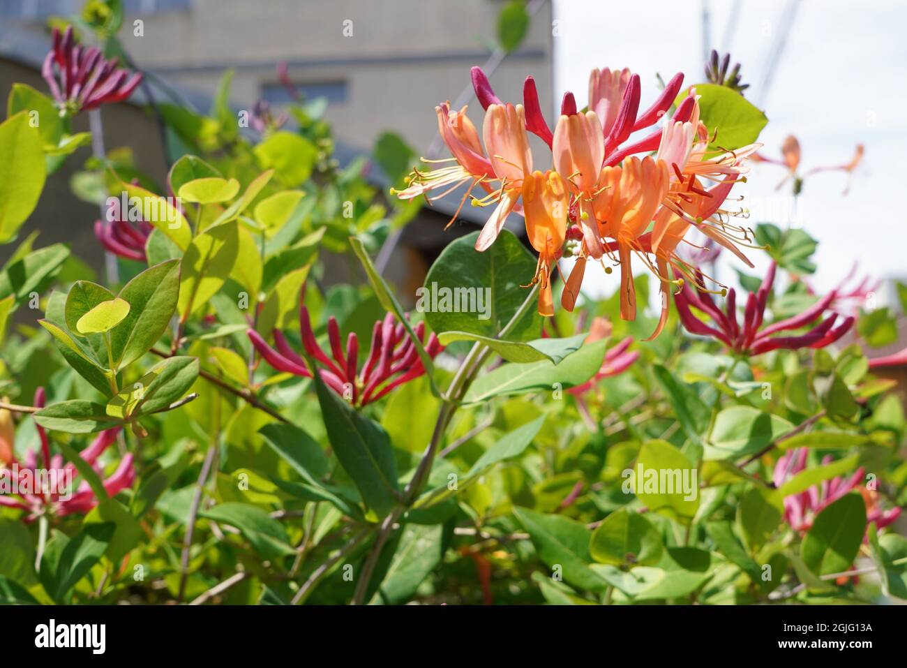 Lonicera etrusca (honeysuckle) climber plant, blooming with flowers of ...