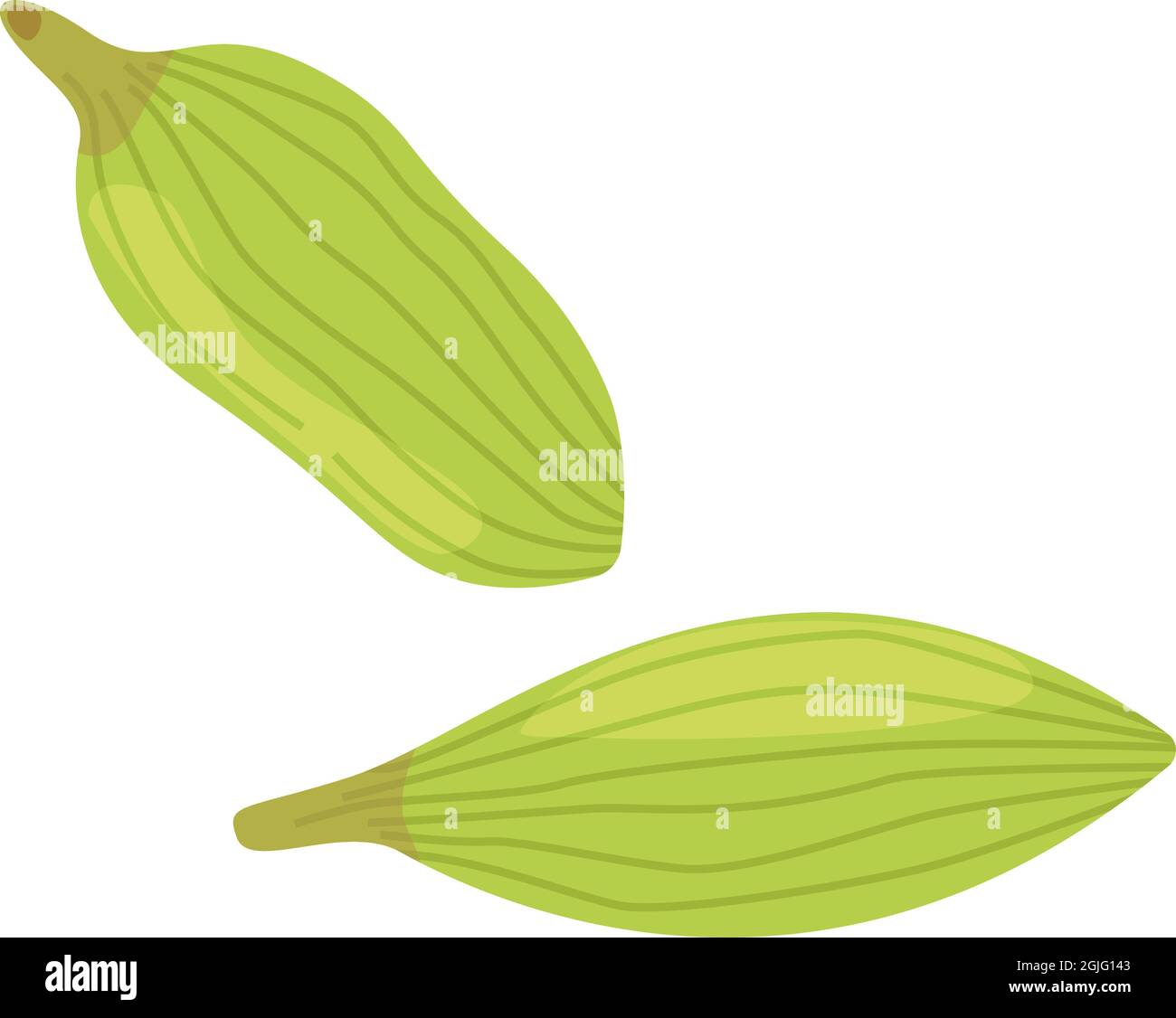 Cardamom spice seed. Illustration in flat cartoon style isolated on ...