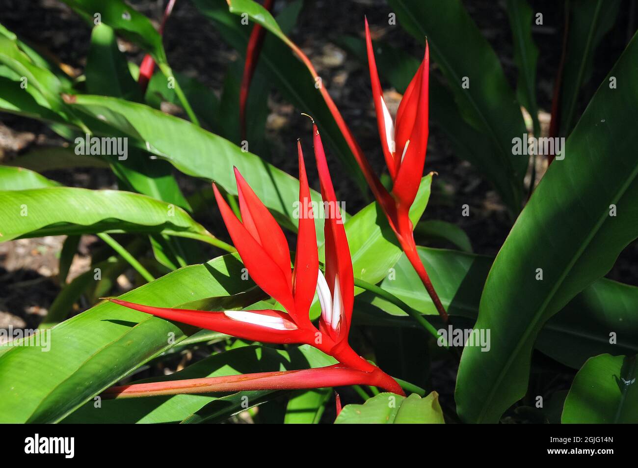 Heliconia angusta cv red christmas hi-res stock photography and images ...