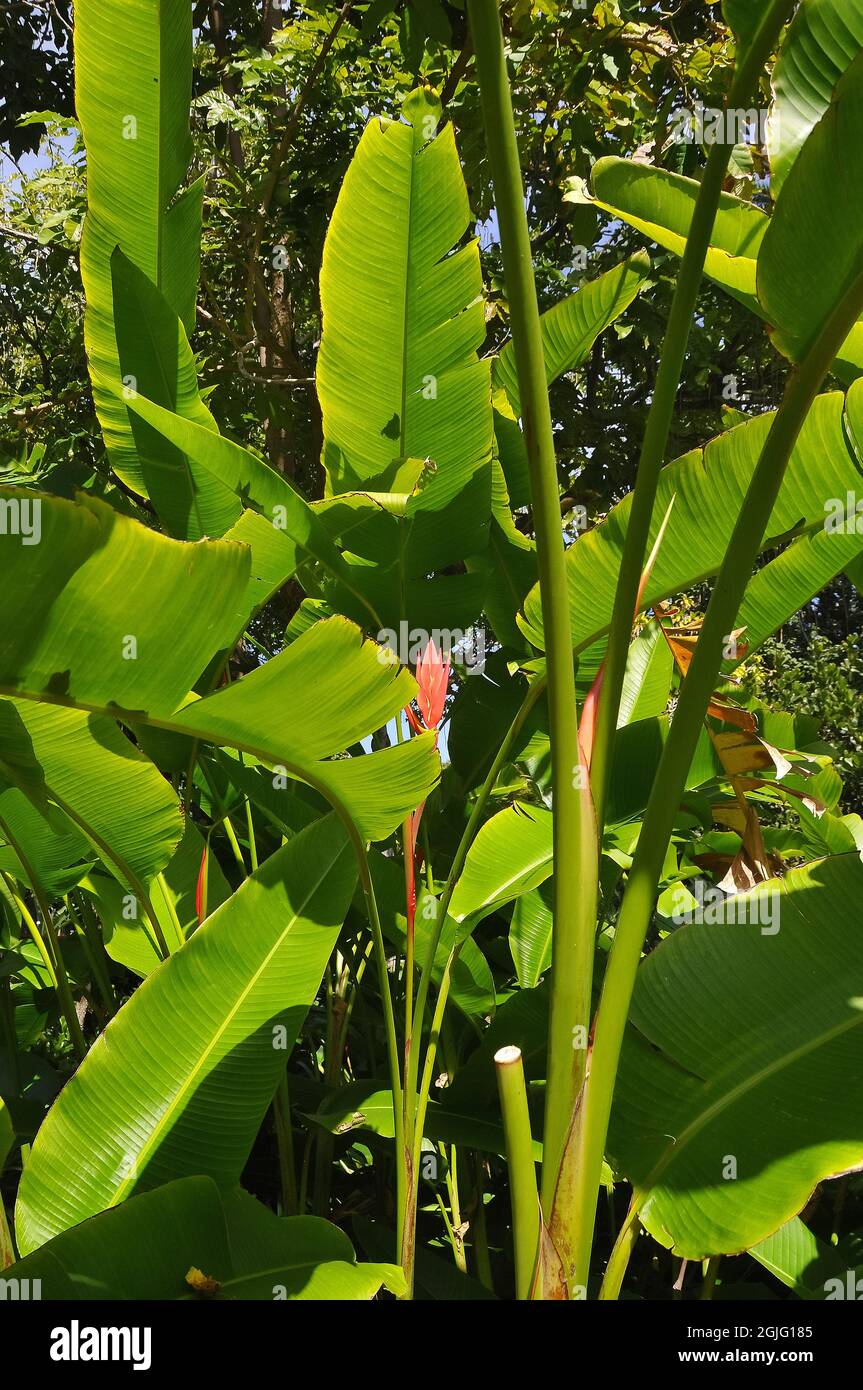 Lobster-claw Heliconia, Heliconia schiedeana, America Stock Photo - Alamy