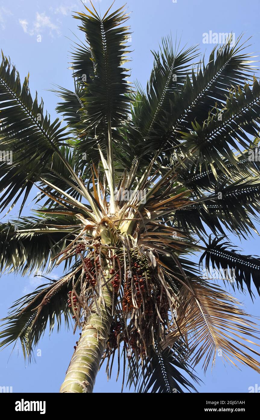 Kentia palma howea forsteriana hi-res stock photography and images - Alamy