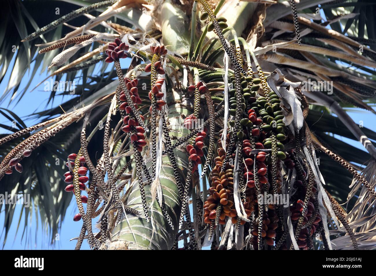 Kentia palma howea forsteriana hi-res stock photography and images - Alamy