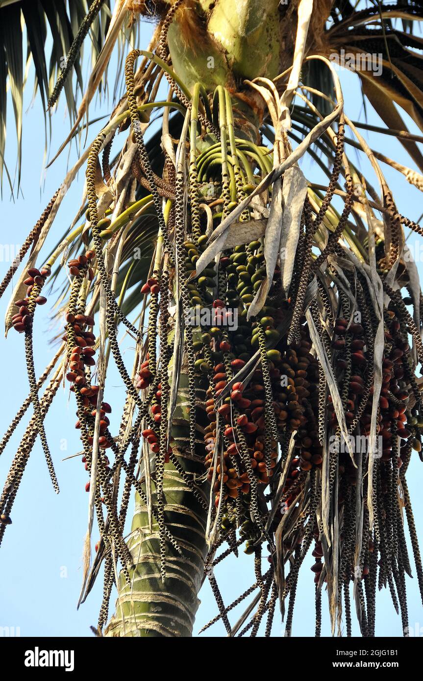 Kentia palma howea forsteriana hi-res stock photography and images - Alamy