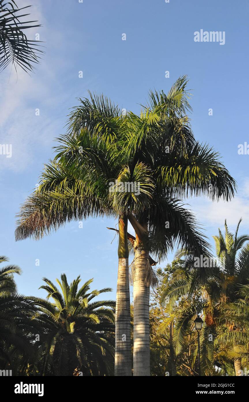 Cuban royal palm or Florida royal palm, Königspalme, Roystonea regia, királypálma, America Stock ...