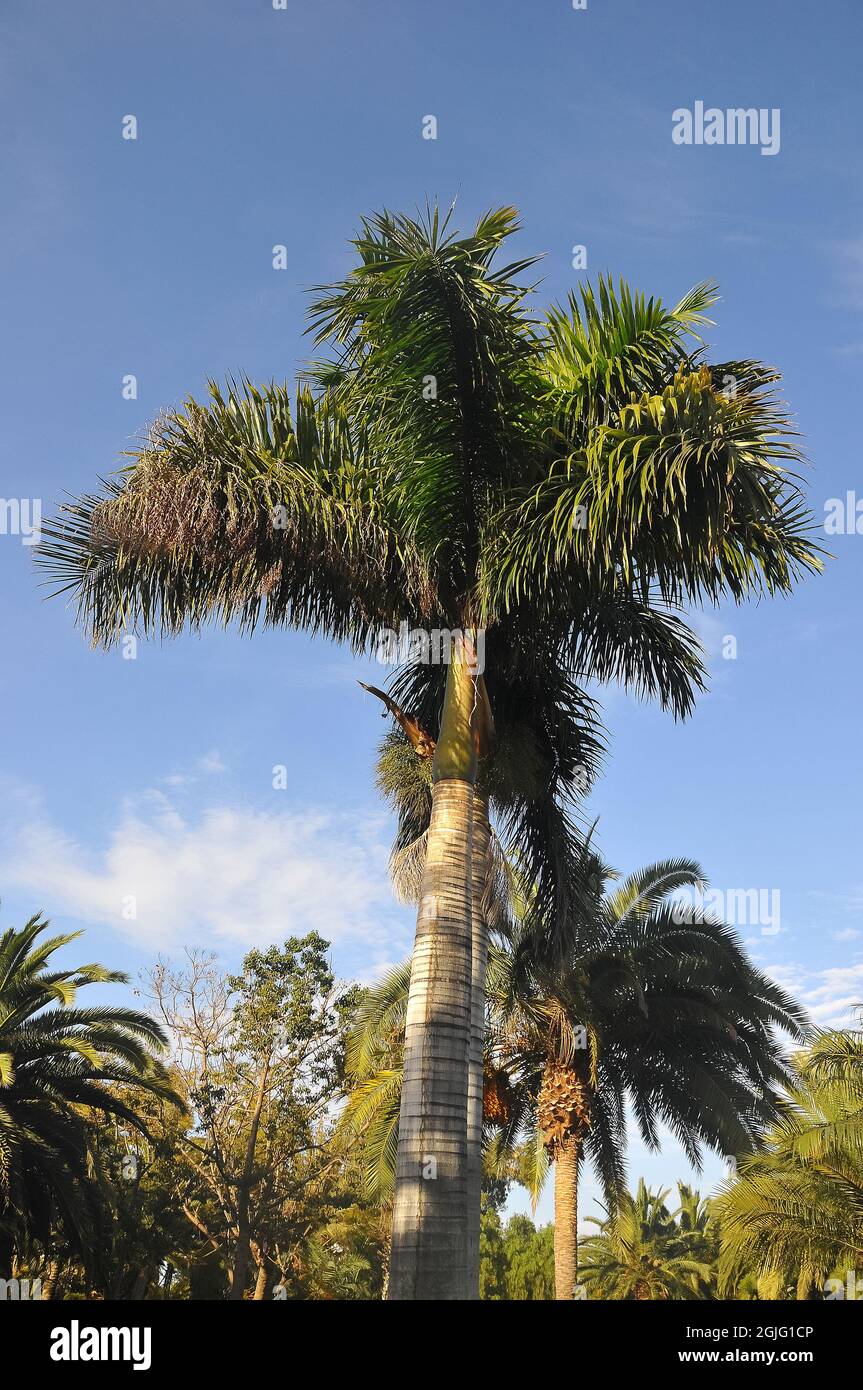 Cuban royal palm or Florida royal palm, Königspalme, Roystonea regia, királypálma, America Stock ...