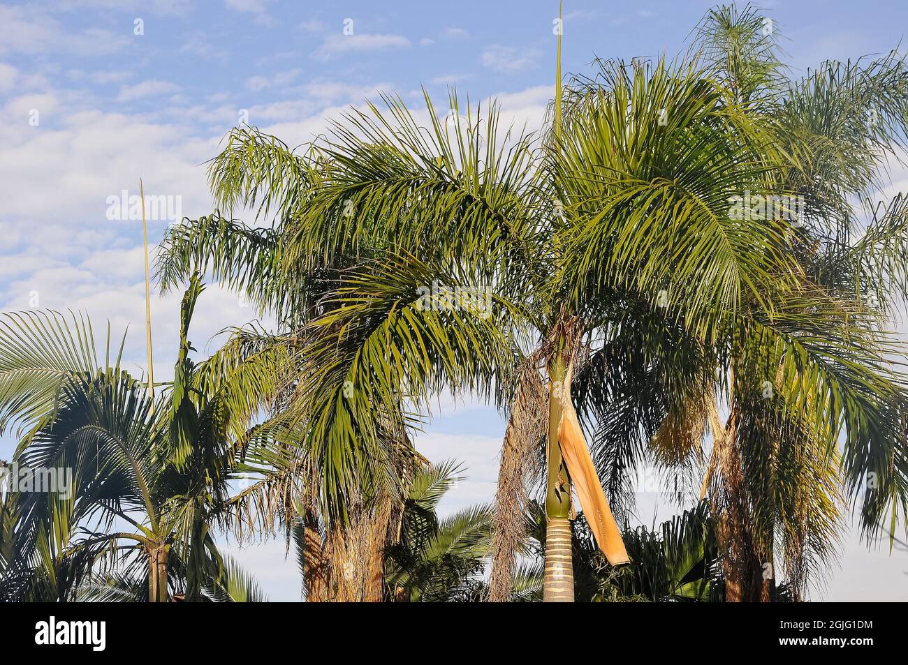 Cuban royal palm or Florida royal palm, Königspalme, Roystonea regia, királypálma, America Stock ...