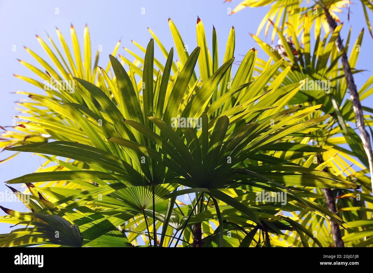 Slender Lady Palm, Rhapis humilis, pálma, China, Asia Stock Photo - Alamy