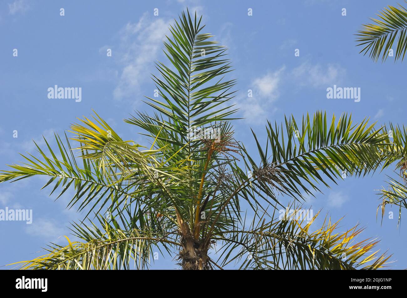 wild date palm or Senegal date palm, Senegalesische Dattelpalme ...