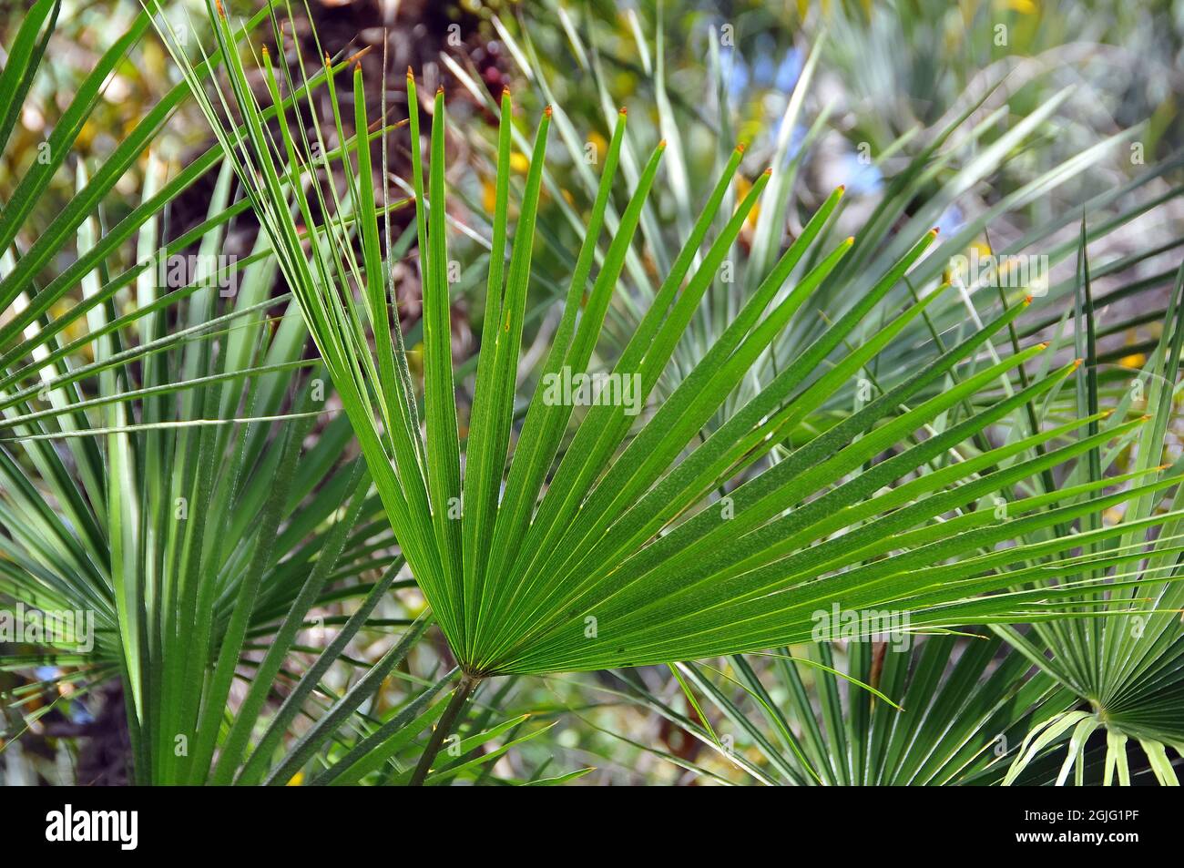 Reinhardtia hi-res stock photography and images - Alamy