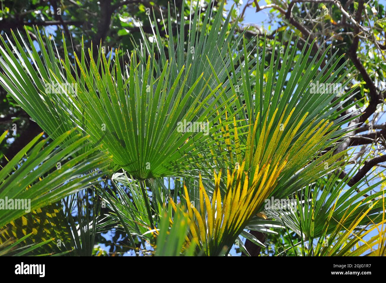 Reinhardtia hi-res stock photography and images - Alamy