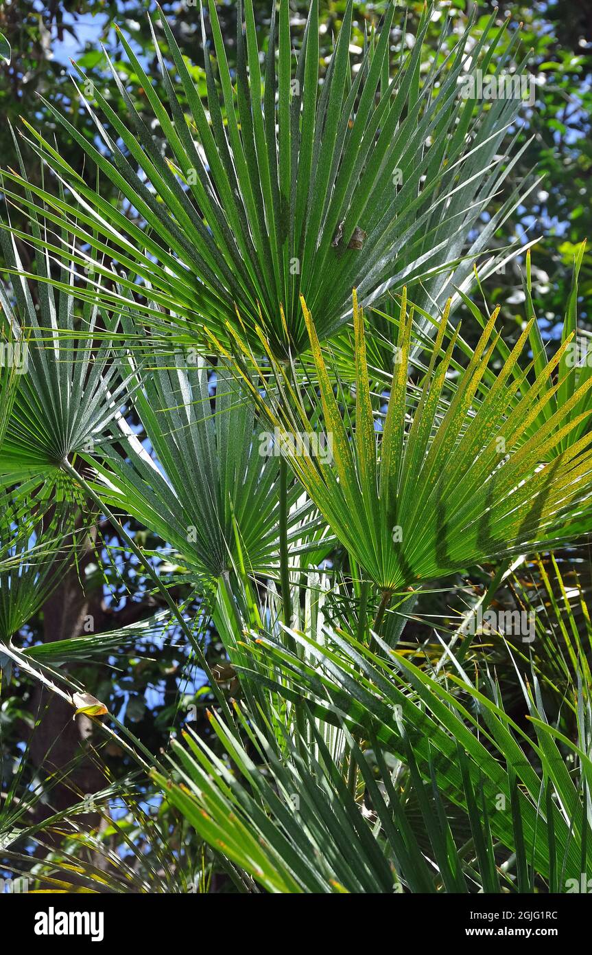 Reinhardtia hi-res stock photography and images - Alamy