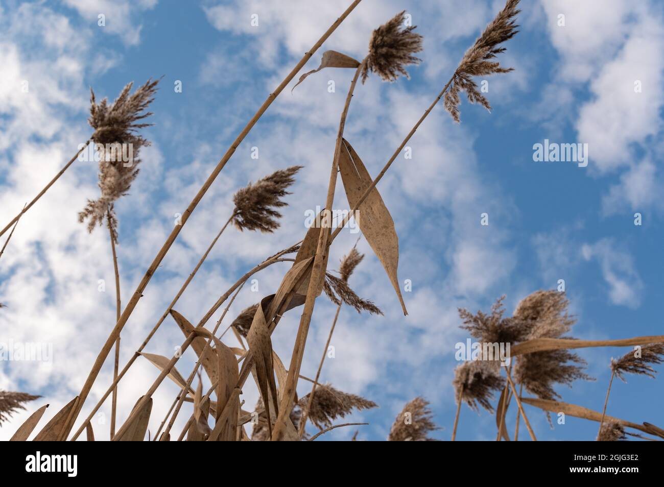 Background from dry reeds. Dry reed bottom view. Dry reeds on the ...