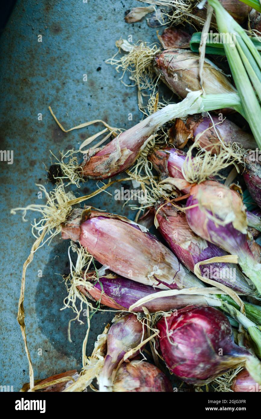 Closeup of onion on a rusty surface Stock Photo - Alamy