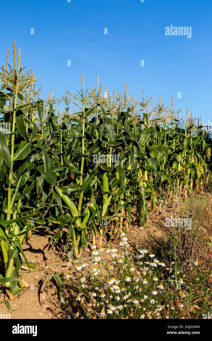 A field of tall corn crops with a blue sky overhead Stock Photo - Alamy