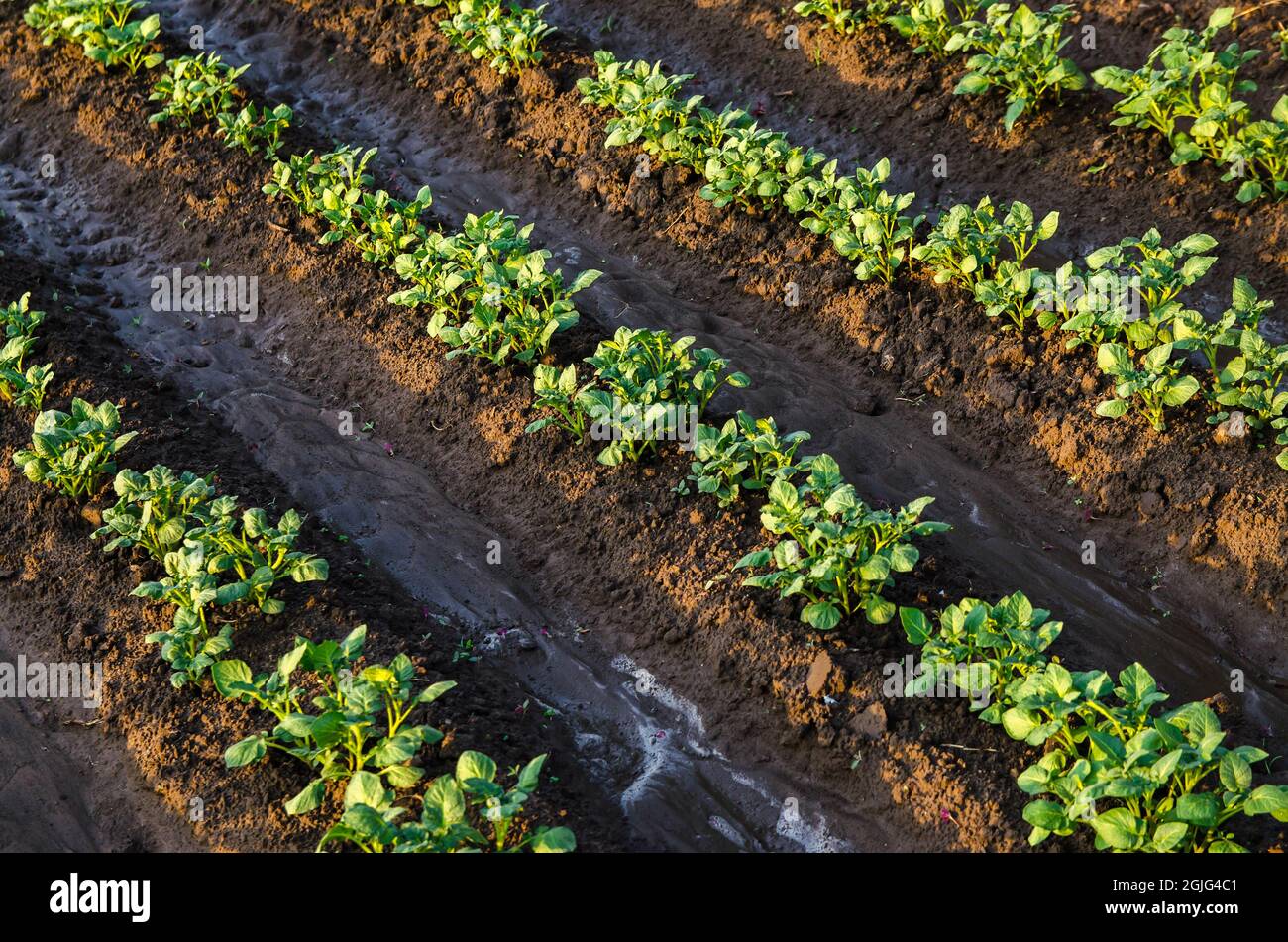 Surface Irrigation