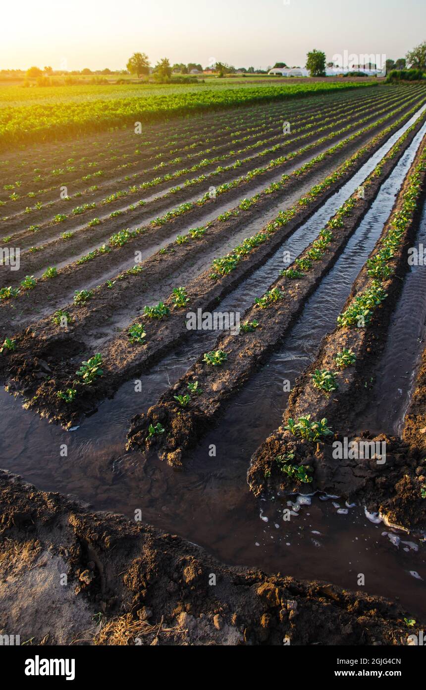 Watering the potato plantation. Water flows between rows of potato ...