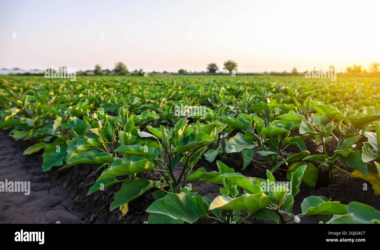 Growing eggplant hi-res stock photography and images - Alamy