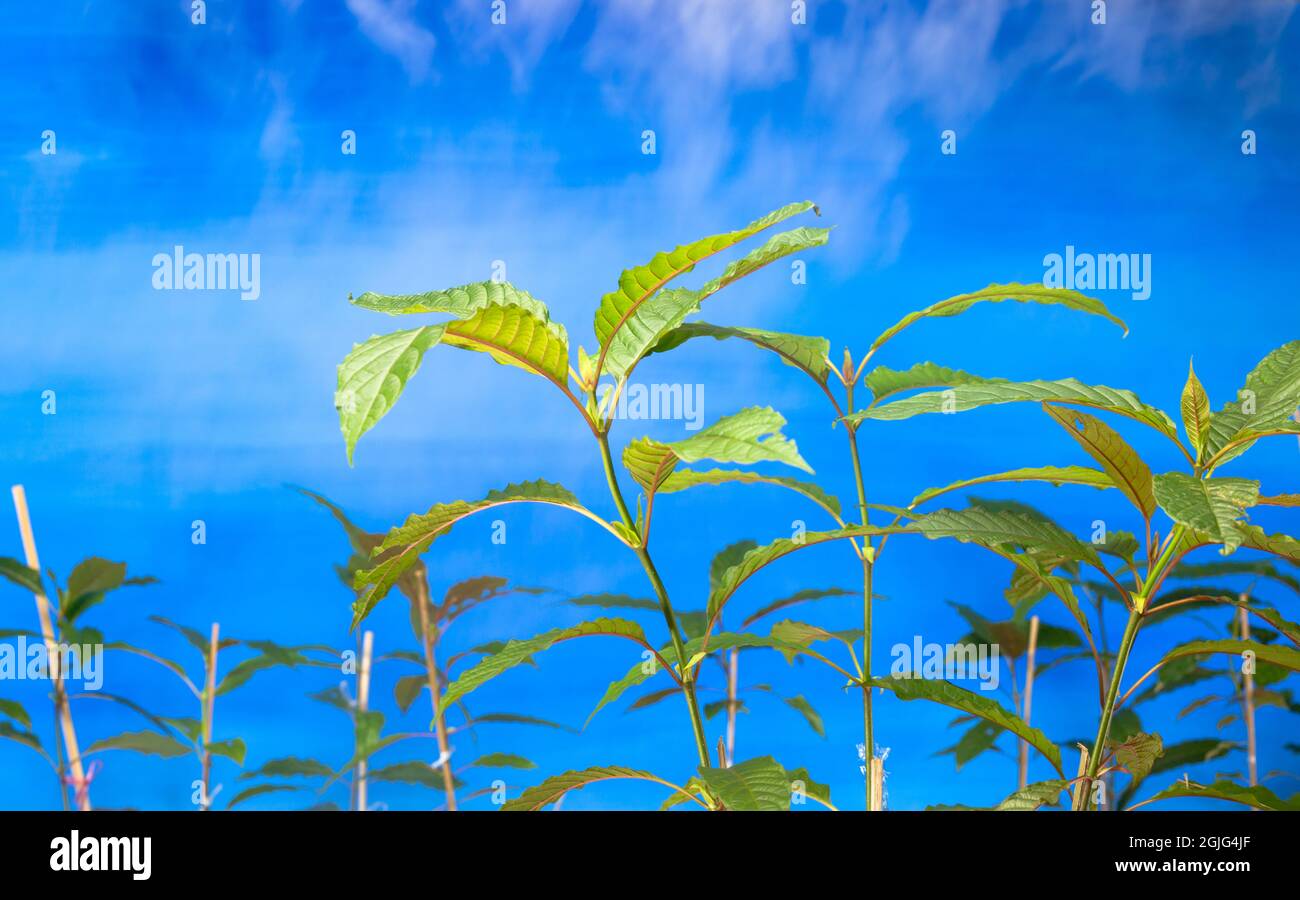 Chewing a sprout plant hi-res stock photography and images - Alamy