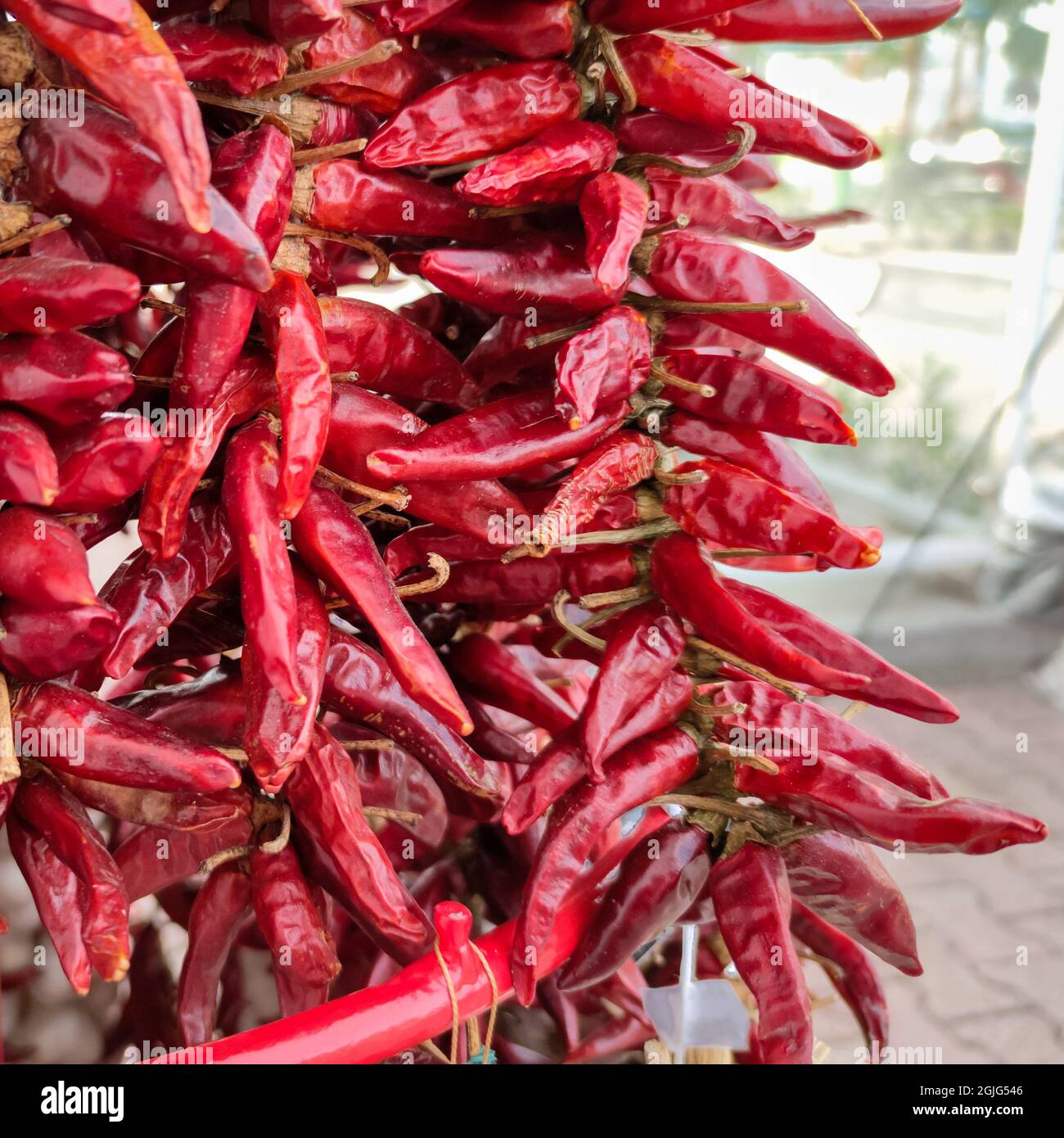 Drying Paprika Peppers