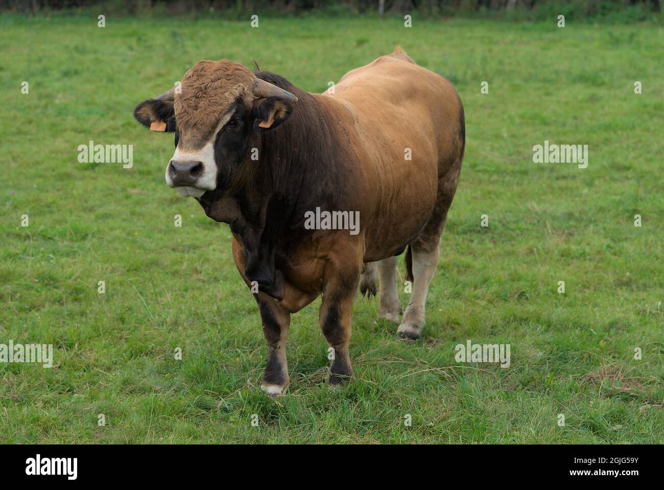 Young brown bull of Aubrac breed in his meadow Stock Photo - Alamy