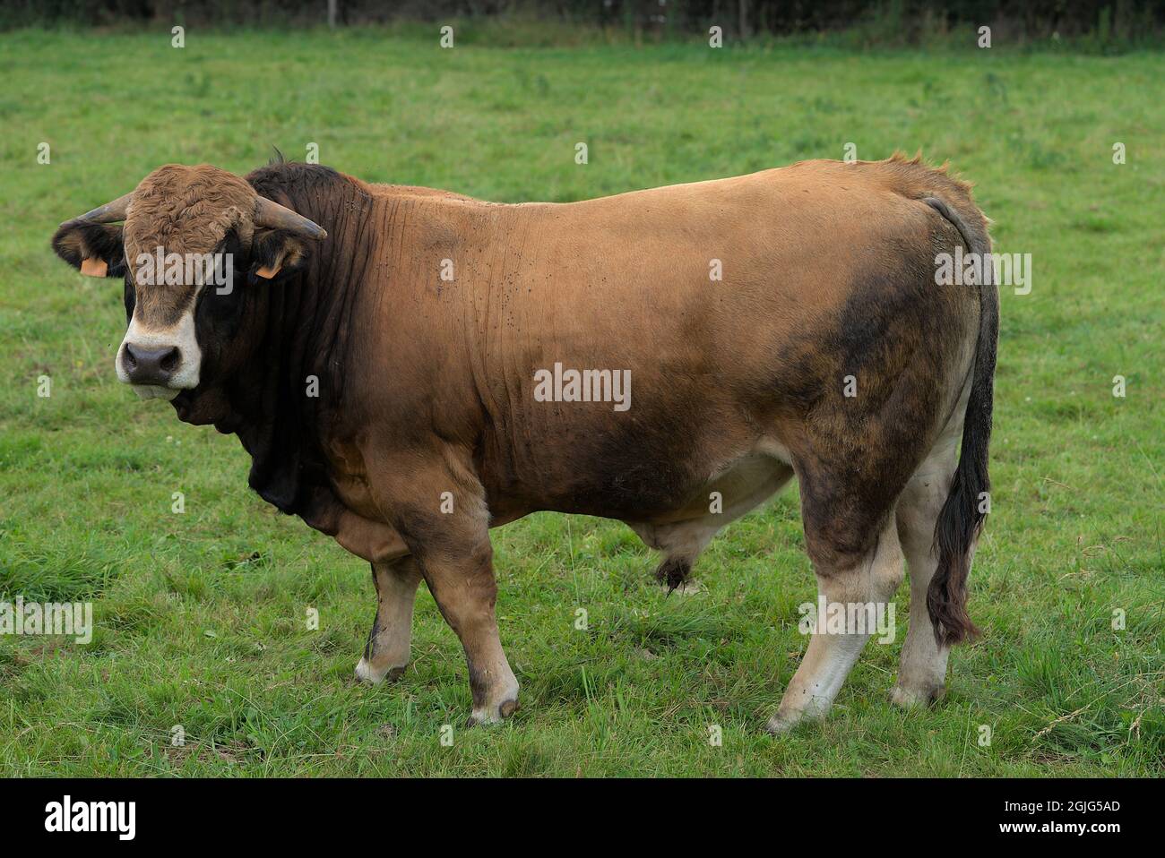 Aubrac butcher hi-res stock photography and images - Alamy