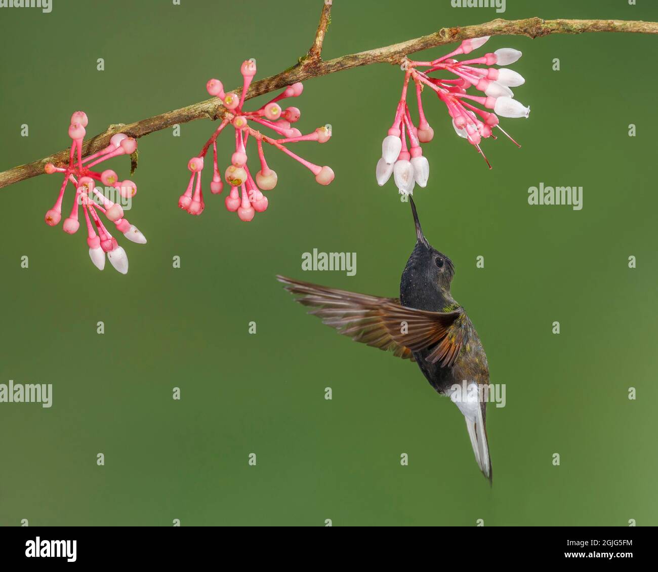 Black-bellied Hummingbird (Eupherusa nigriventris) nectaring, Costa ...