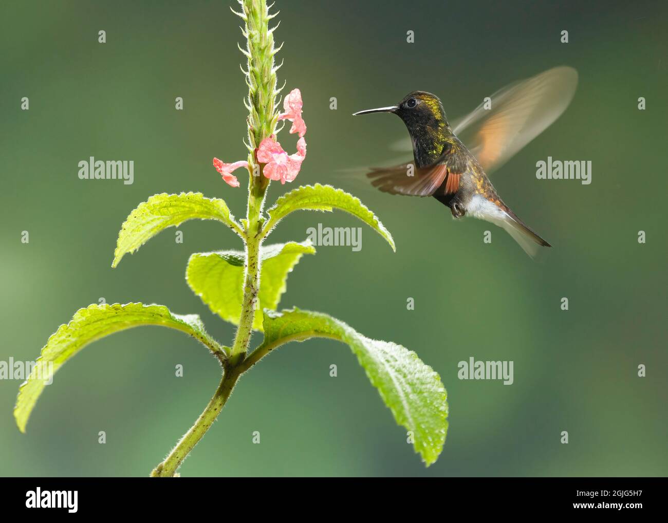 Black-bellied Hummingbird (Eupherusa nigriventris) nectaring, Costa ...