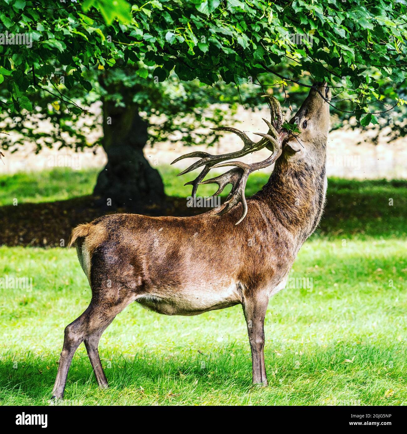Royaldeer hi-res stock photography and images - Alamy
