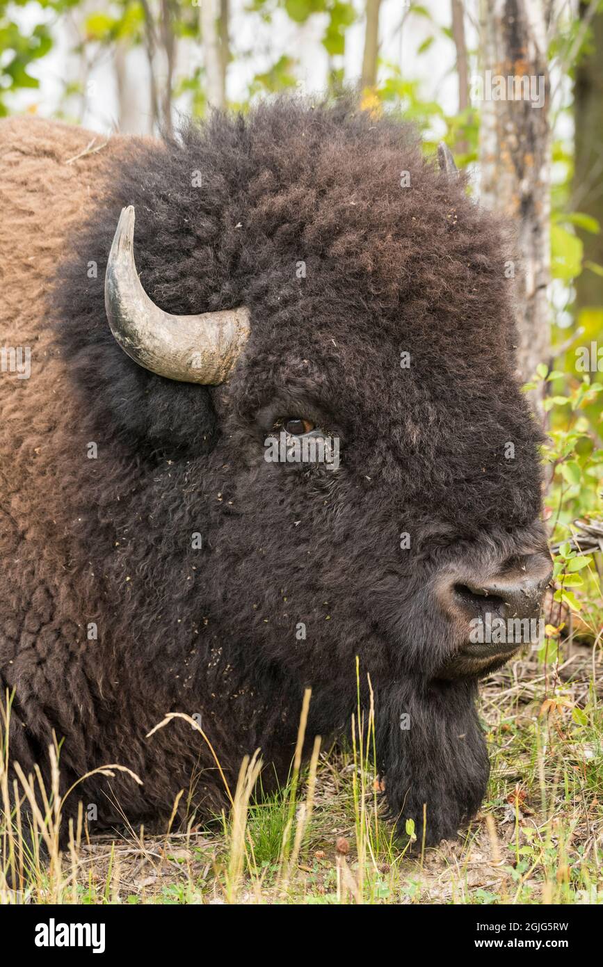 Large Male Plains Bison, Elk Island National Park, Alberta, Canada ...