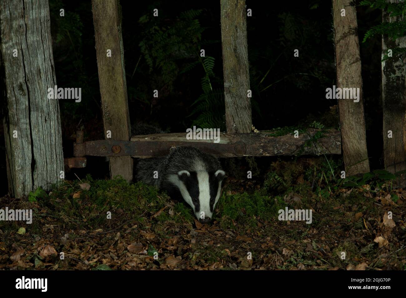 Badger (Meles meles), squeezing under woodland gate, Dumfries, SW ...