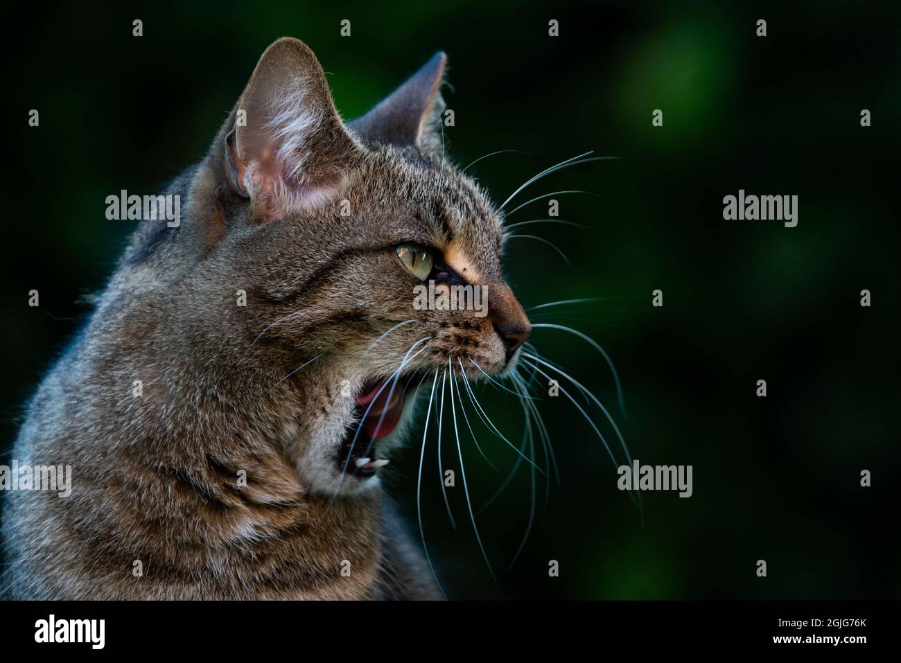 cat showing her teeth Stock Photo - Alamy