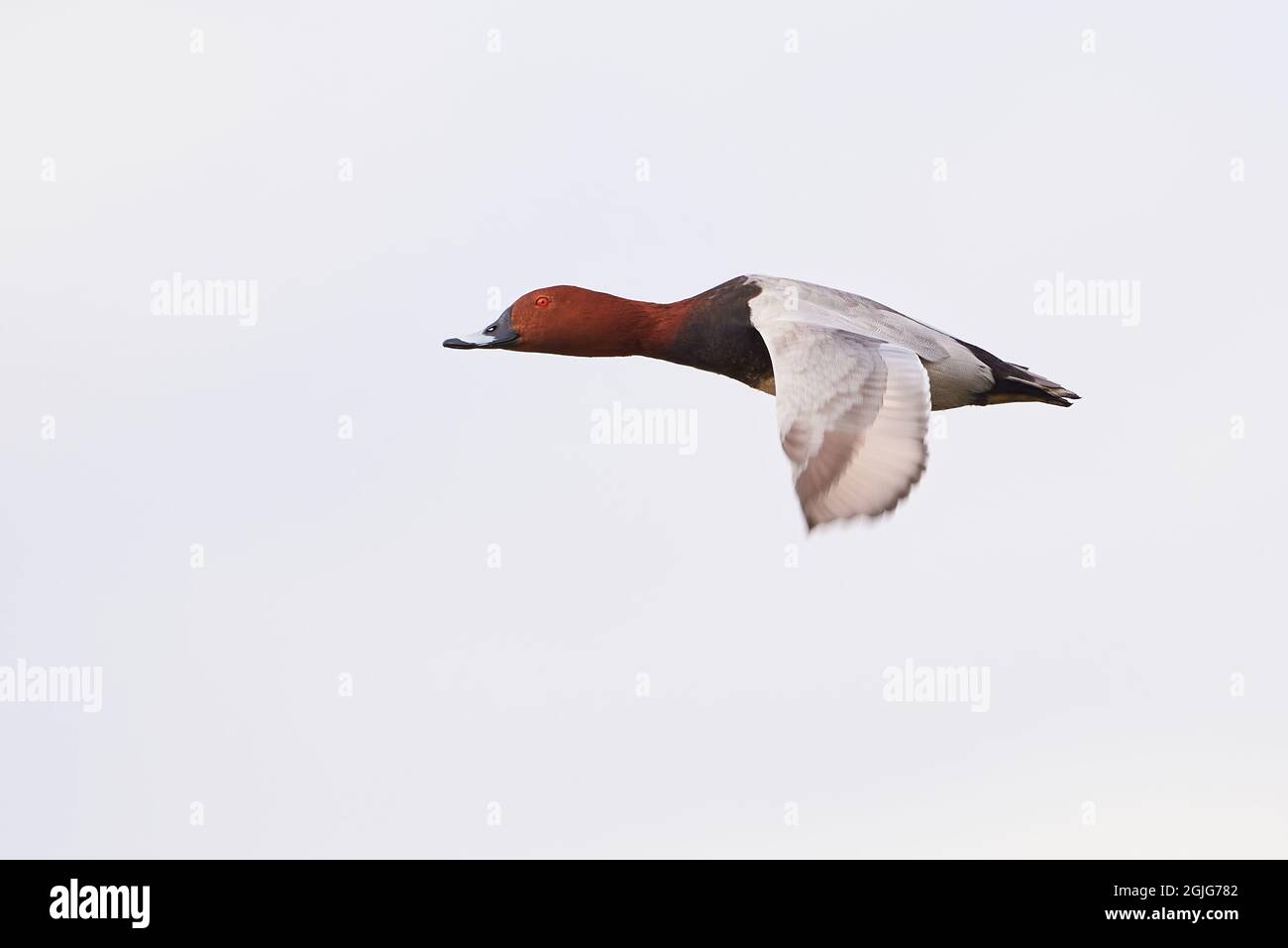 Common pochard male in flight (Aythya ferina). Bird in flight Stock ...