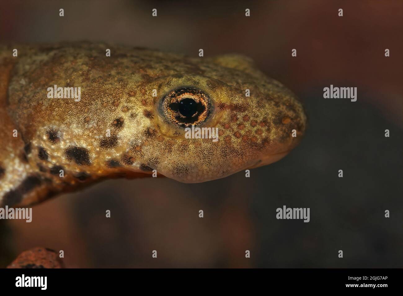 Mesotriton alpestris veluchiensis hi-res stock photography and images ...