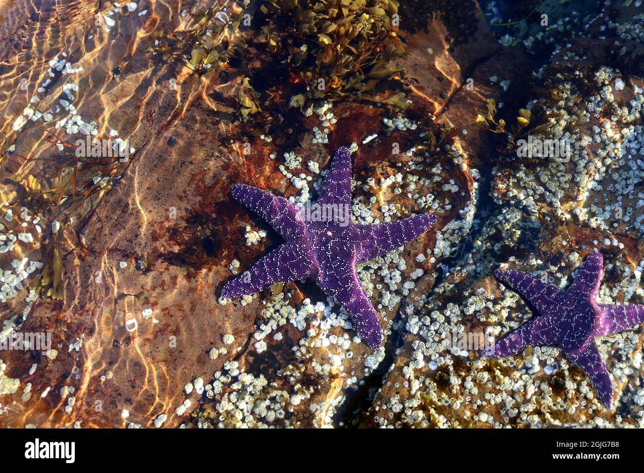 Two violet coloured starfish beneath the surface of the water Stock ...