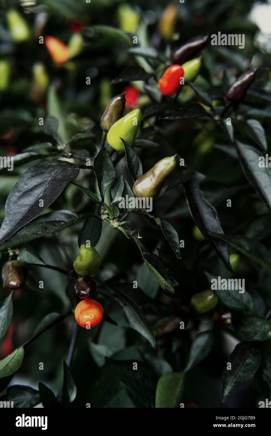 Organic masquerade ornamental red orange and green hot chili pepper ...