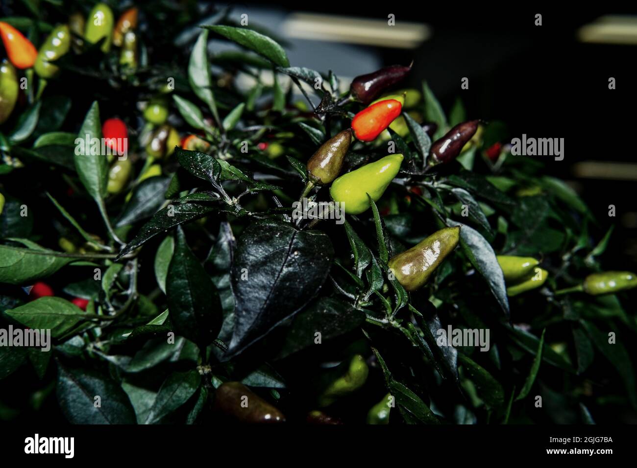 Organic masquerade ornamental red orange and green hot chili pepper ...