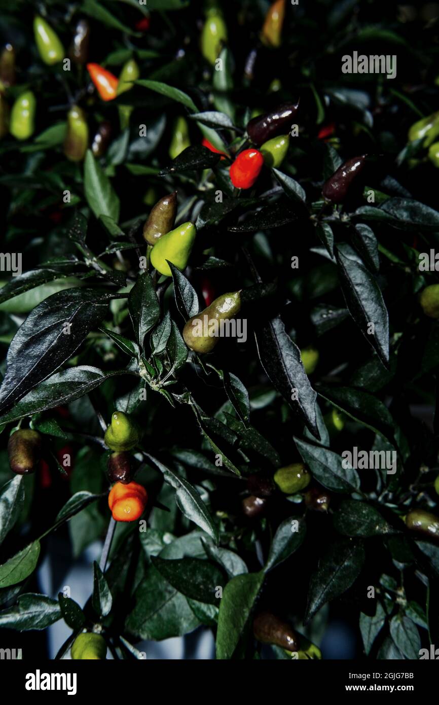 Organic masquerade ornamental red orange and green hot chili pepper ...