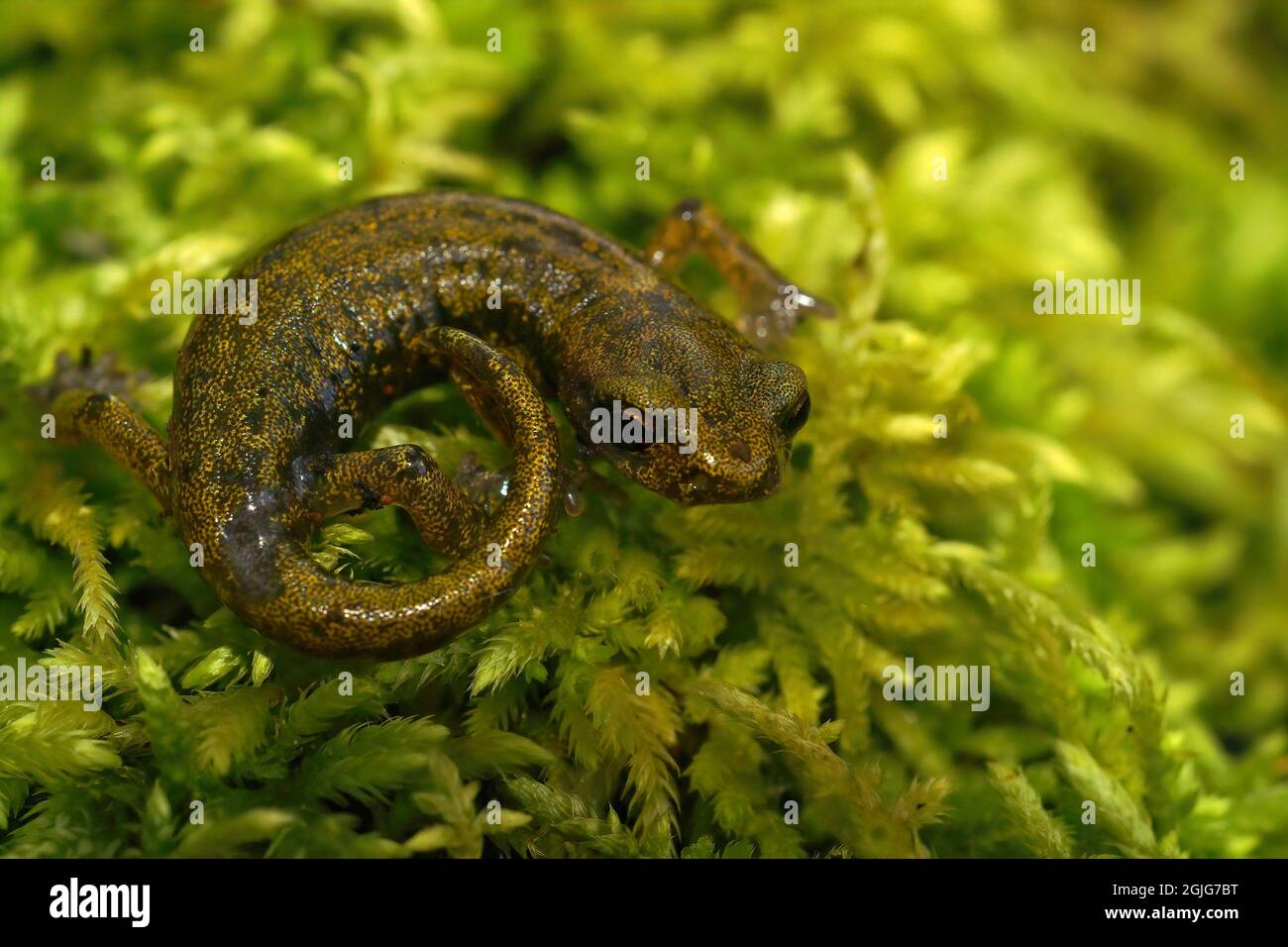 Hydromantes salamander hi-res stock photography and images - Alamy