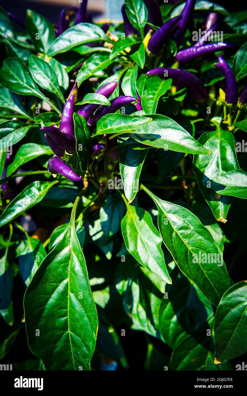 Organic masquerade ornamental purple hot chili pepper plant Stock Photo ...