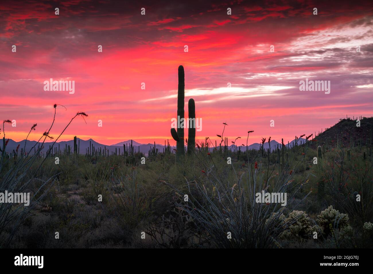 Fire sunset over Saguaros and desert plants in Arizona Stock Photo - Alamy
