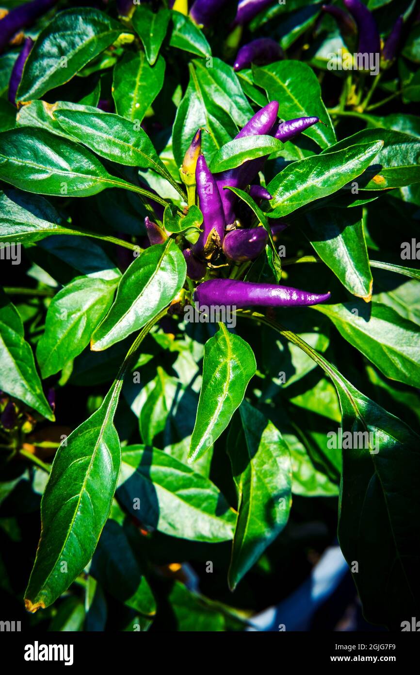 Organic masquerade ornamental purple hot chili pepper plant Stock Photo ...