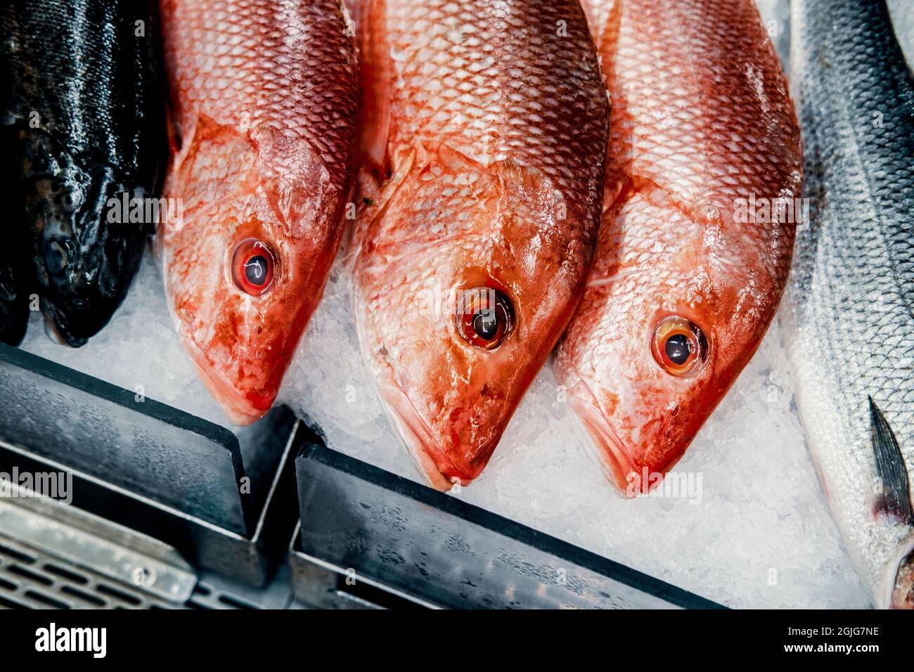 Fresh whole head-on raw unseasoned red snappers for sale at local fish ...