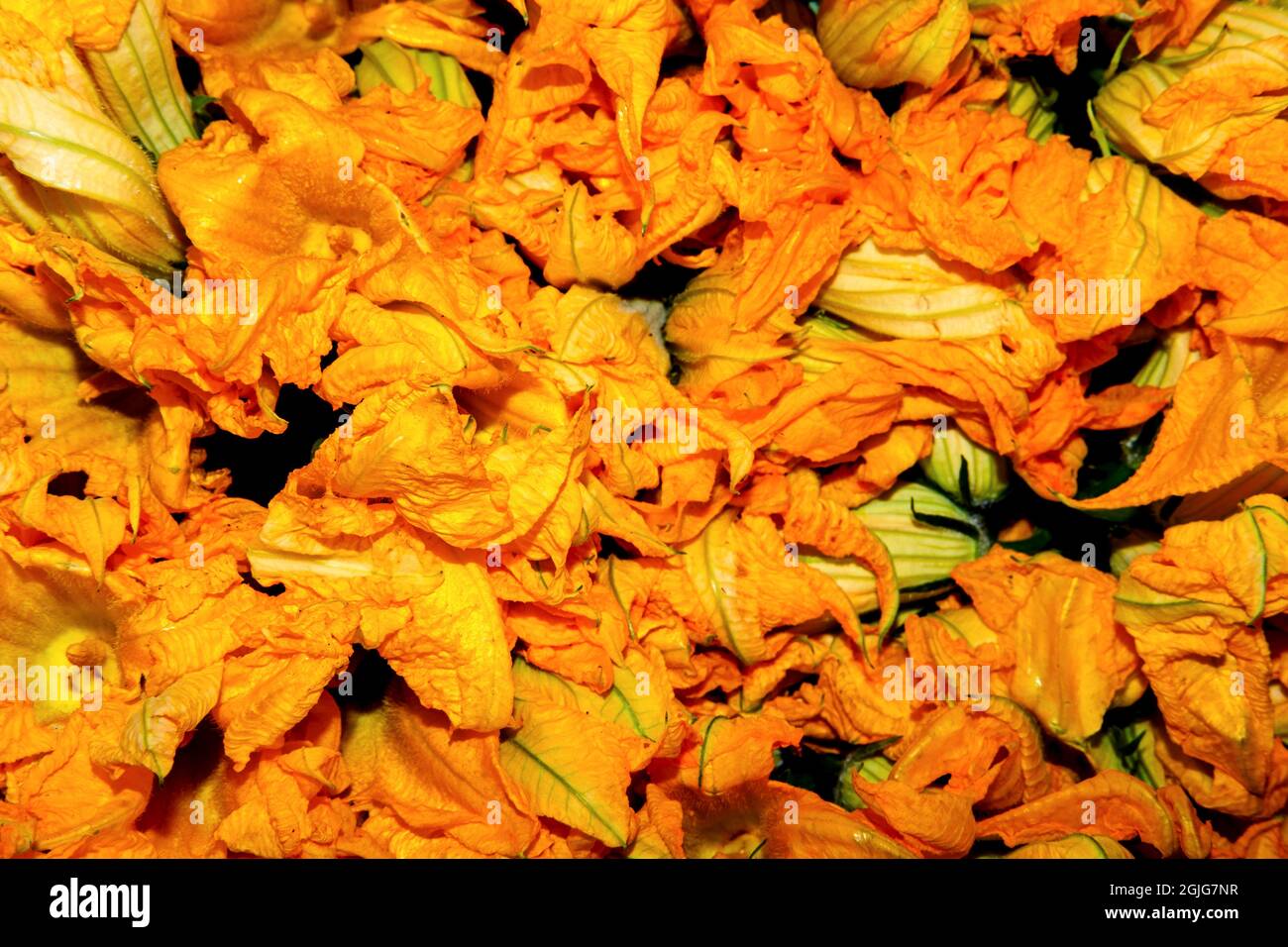 Edible flower ingredient squash blossoms from local farmers market ...