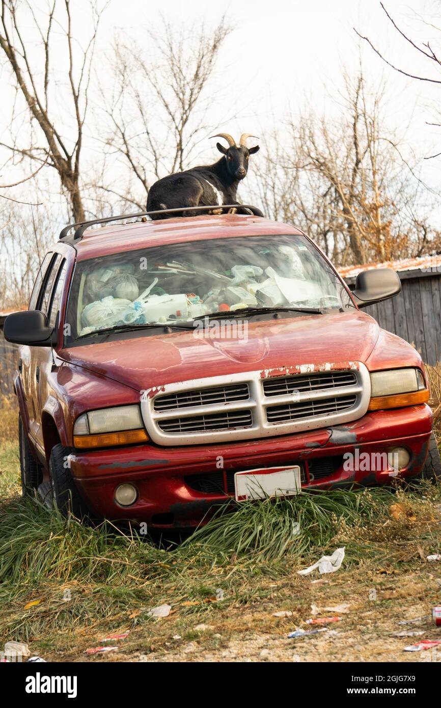 Goat drive hi-res stock photography and images - Alamy